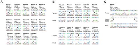 Chromatograms Exported From CLC Genomics Workbench 5 5 Displaying A Download Scientific