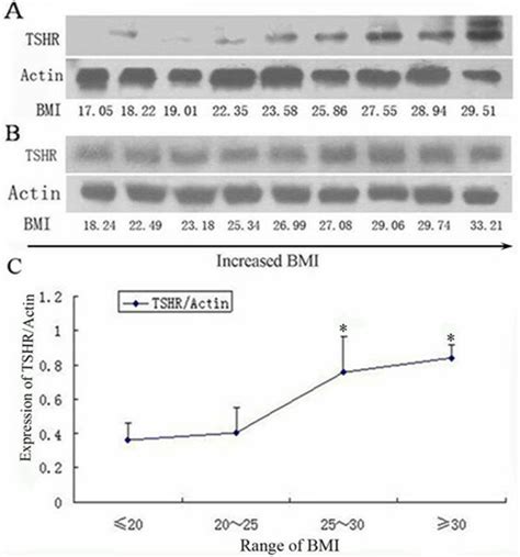 Correlation Between Bmi And Tshr Protein Expression In Human