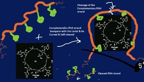Jyoti Chattopadhyaya On Linkedin Target Mrna Cleavage A Circular
