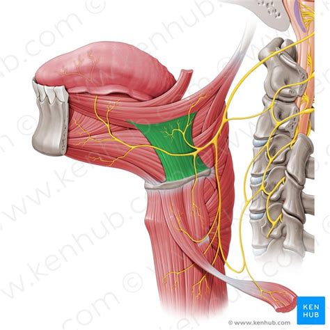 Tongue Anatomy Muscles Neurovasculature And Histology Kenhub