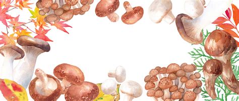 가을 수확 이미지 배너 다양한 버섯으로 장식된 프레임 수채화 일러스트레이션 버섯에 대한 스톡 벡터 아트 및 기타 이미지 버섯 식용 버섯 새송이버섯 Istock