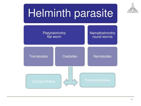 Parasitology Department Ppt Download