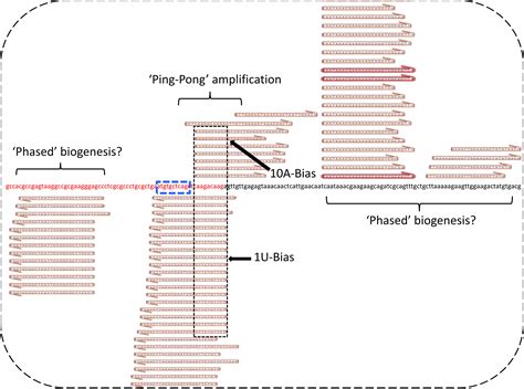 Silencing Rnas Expressed From W Linked Pxymasc “retrocopies” Target