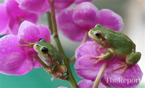 [포토] 봄 맞이하는 청개구리