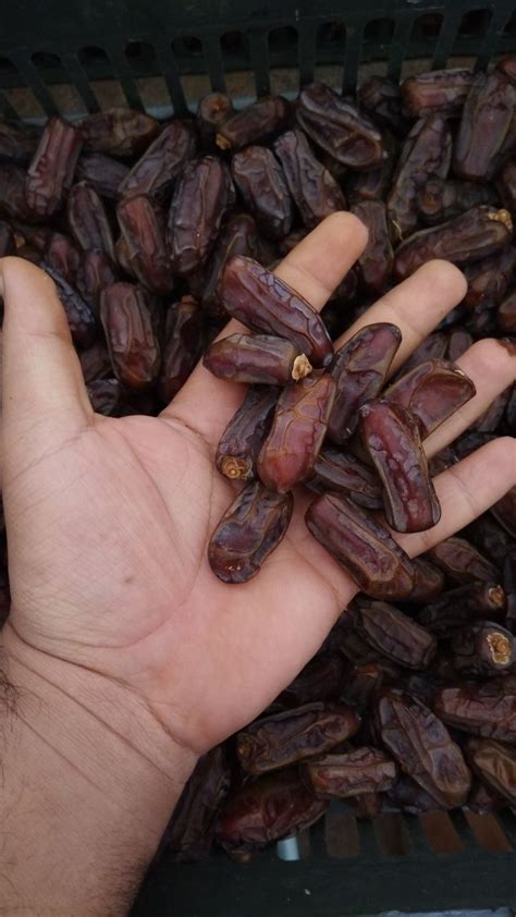 خرمای شاهانی بوشهر