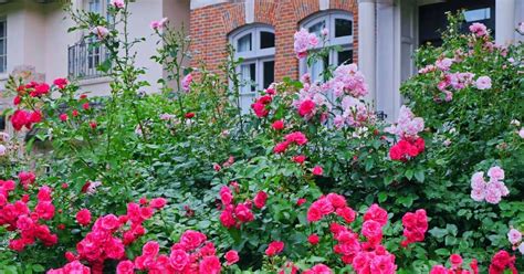 Popular USDA Zone Trees To Consider Planting Today