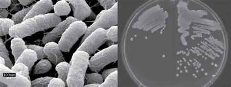 Bacteria Understand ReAct