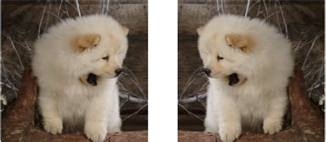 Improving Deep Learning Performance With Autoaugment