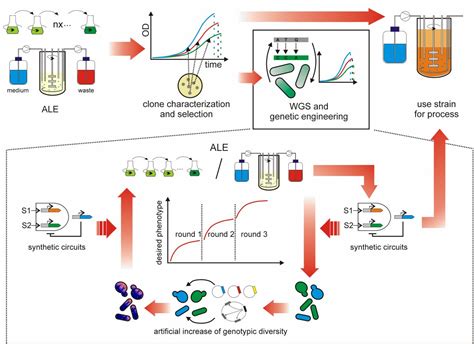Adaptive Laboratory Evolution Principles And Applications For Biotechnology Microbial Cell