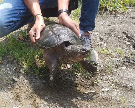 Common Snapping Turtle — Flat Rock Brook