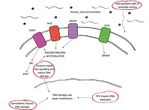 Schematic Of Major Pathways Associated With Pancreatic Ductal Download Scientific Diagram