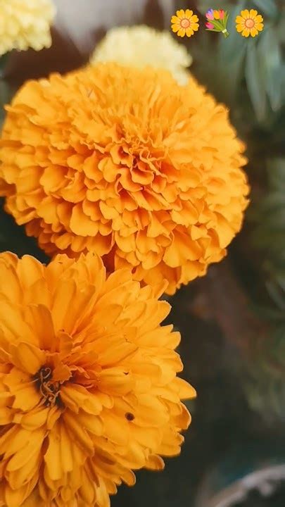 গোলাপ ফুলের কাটা🌹🥀🌹🌹🥀🥀🌺🌺🌷🪷🌸💮🏵️🪻🌻🌼 Viralvideo Flower Lover Love Youtube