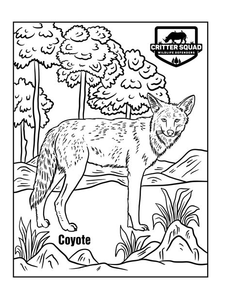 Coyote Pictures Coloring Pages 2025
