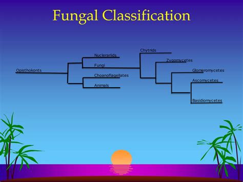 Ppt Fungi Powerpoint Presentation Free Download Id4111788