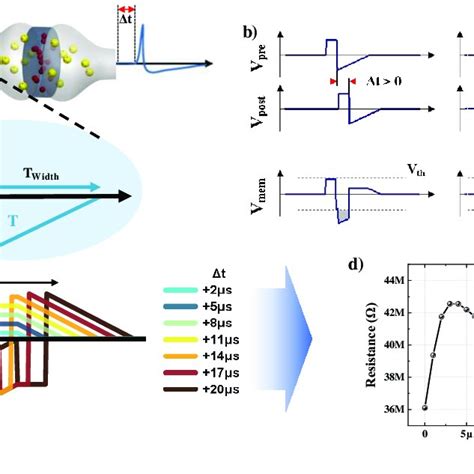 Schematic Representation Of The Imitation Of The Biological Synapse Of