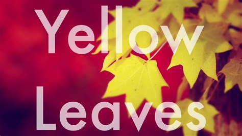 ნატო მეტონიძე და ნიკოლოზ რაჭველი ყვითელი ფოთლები Hd Youtube