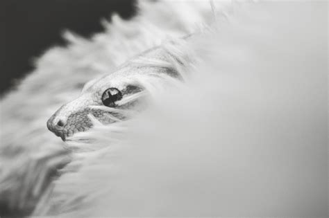 Miia Kröger Photography Boa Constrictor Bob