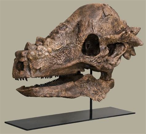 Pachycephalosaurus Wyomingensis Skull Lance Fm Specimen Display Replica Black Hills Institute