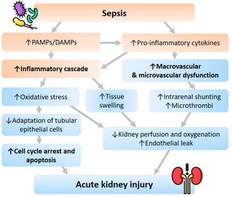 Sepsis Cascade Diagram