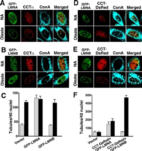 Formation Of A Lamin Enriched Nucleoplasmic Reticulum Requires Cct ␣ Download Scientific