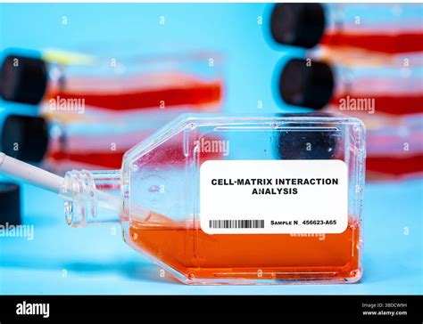 Cell Matrix Interaction Analysis Investigating How Cultured Cells