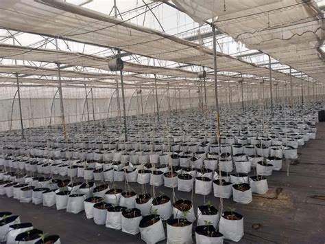 Soil Less Cultivation In Pune Id 2662378462