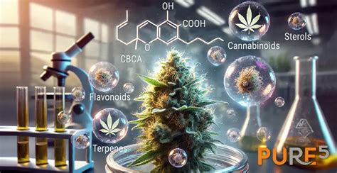 Cannabis Processing Explained By Pure5™