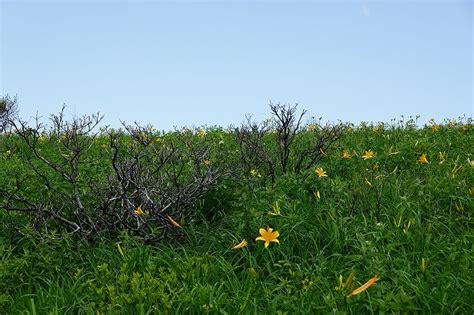 霧ヶ峰ニッコウキスゲの見頃は2025車山高原ビーナスライン沿いの群生地のまとめ ゆうがのお散歩道