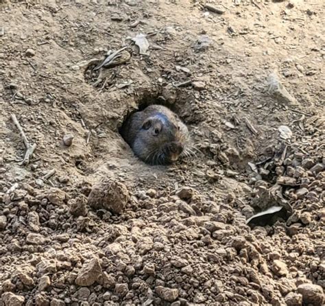 Gopher Problems And Gopher Prevention