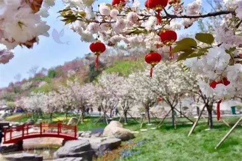 【樱花浪漫】长沙浔龙河樱花谷田汉文化园一日游 搜狐大视野 搜狐新闻
