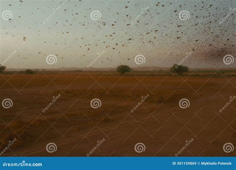 Locusts On Wheat Grain Neural Network Ai Generated Stock Illustration Illustration Of Green