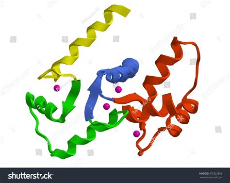Molecular Structure Calmodulin Cam Calciummodulated Protein Stock Illustration 375322393