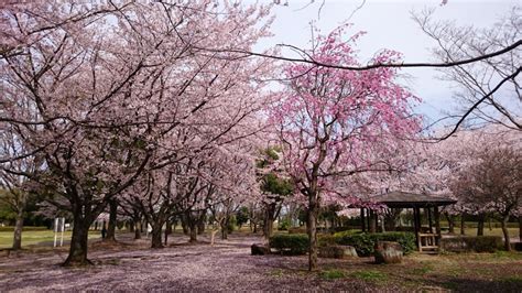 4月10日月杉戸西近隣公園のさくら 杉戸ブティックベニー店長の気まぐれブログ