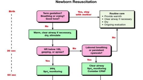 Nrp Neonatal Resuscitation Algorithm 7 Birth Asphyxia 2
