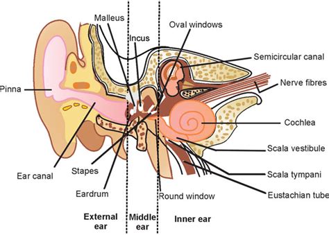 External Auditory Meatus Cat