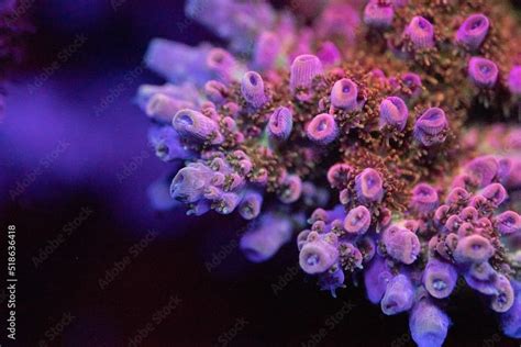 Acropora Acropora Complete Overview And Care Guides Reeflings