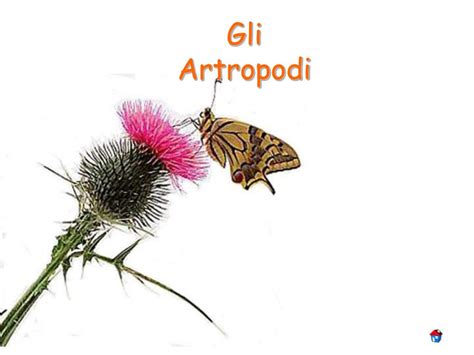 Ppt Gli Artropodi Powerpoint Presentation Free Download Id 3948744