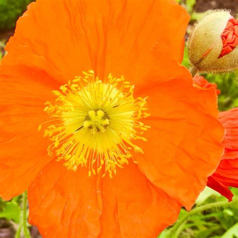 Poppy In Charleston South Carolina