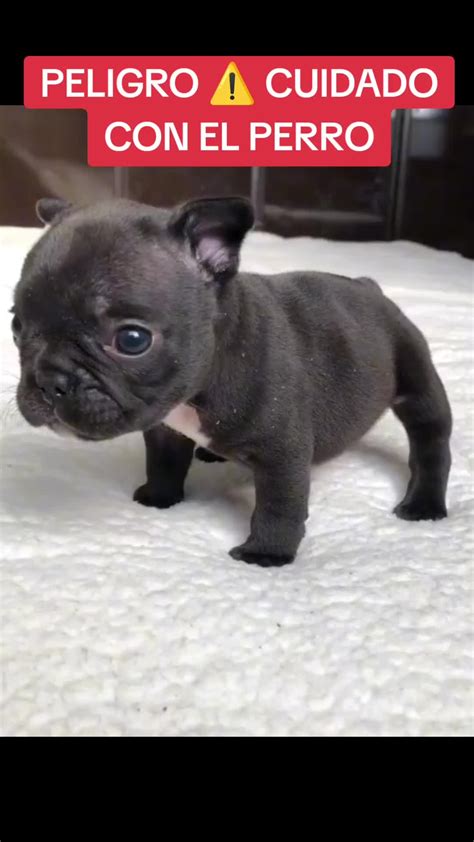Cuidado Con El Perro Memes Y Videos Divertidos Tiktok