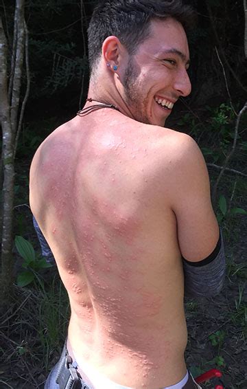 Nettle Monograph — Herbrally