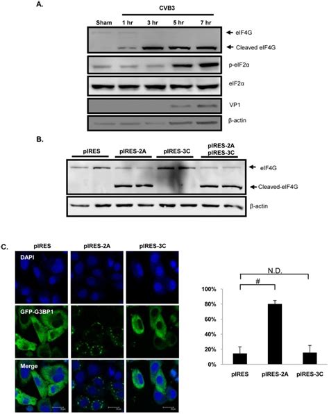 A Hela Cells Were Either Sham Or Cvb3 Infected At An Moi Of 10 For