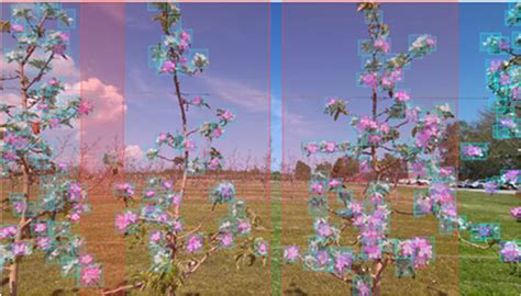 Training Dataset With Updated Tree Bounding Box Download Scientific Diagram