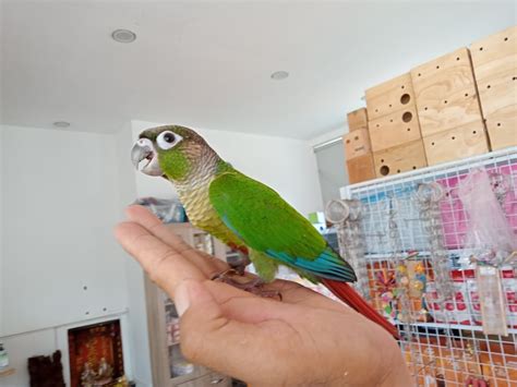 លក់សេកហុងកុង Home