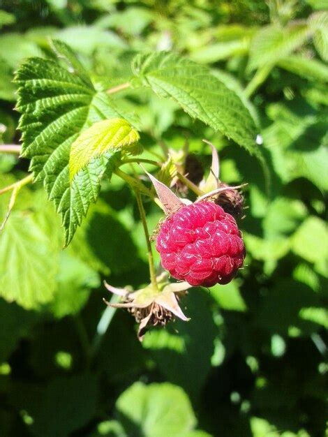 Page 3 Raspberry Growing Images Free Download On Freepik