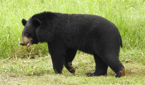 Asian Black Bear Facts Distribution And Population Biodb