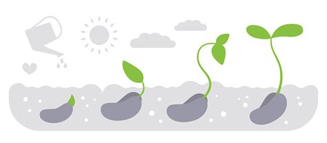 식물 성장 단계 땅에 씨앗 발아의 단계 프로세스 씨앗과 묘목의 성장의 인포그래픽 플랫 벡터 일러스트레이션 발아에 대한 스톡 벡터 아트 및 기타 이미지 Istock