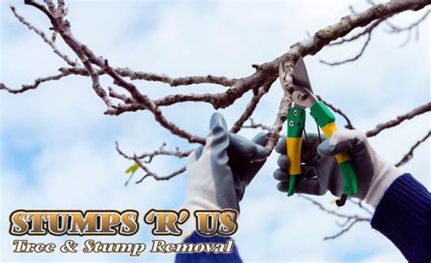 Why Proper Tree Pruning Promotes Healthy Trees Stumps R Us