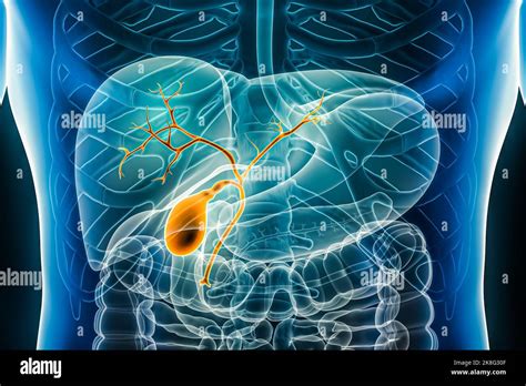 Gallbladder With Bile Duct And Biliary Tree 3D Rendering Illustration