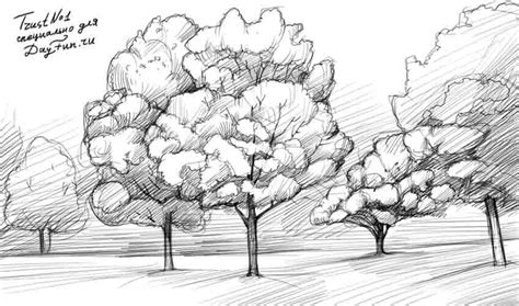 Maple Tree Sketch At PaintingValley Com Explore Collection Of Maple Tree Sketch