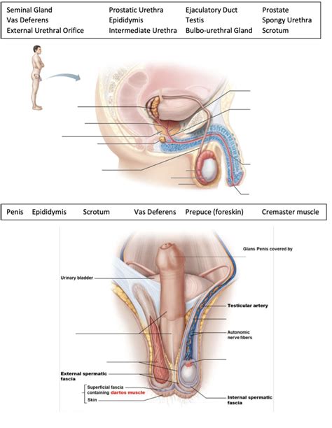 Male Reproductive Anatomy Diagram Quizlet